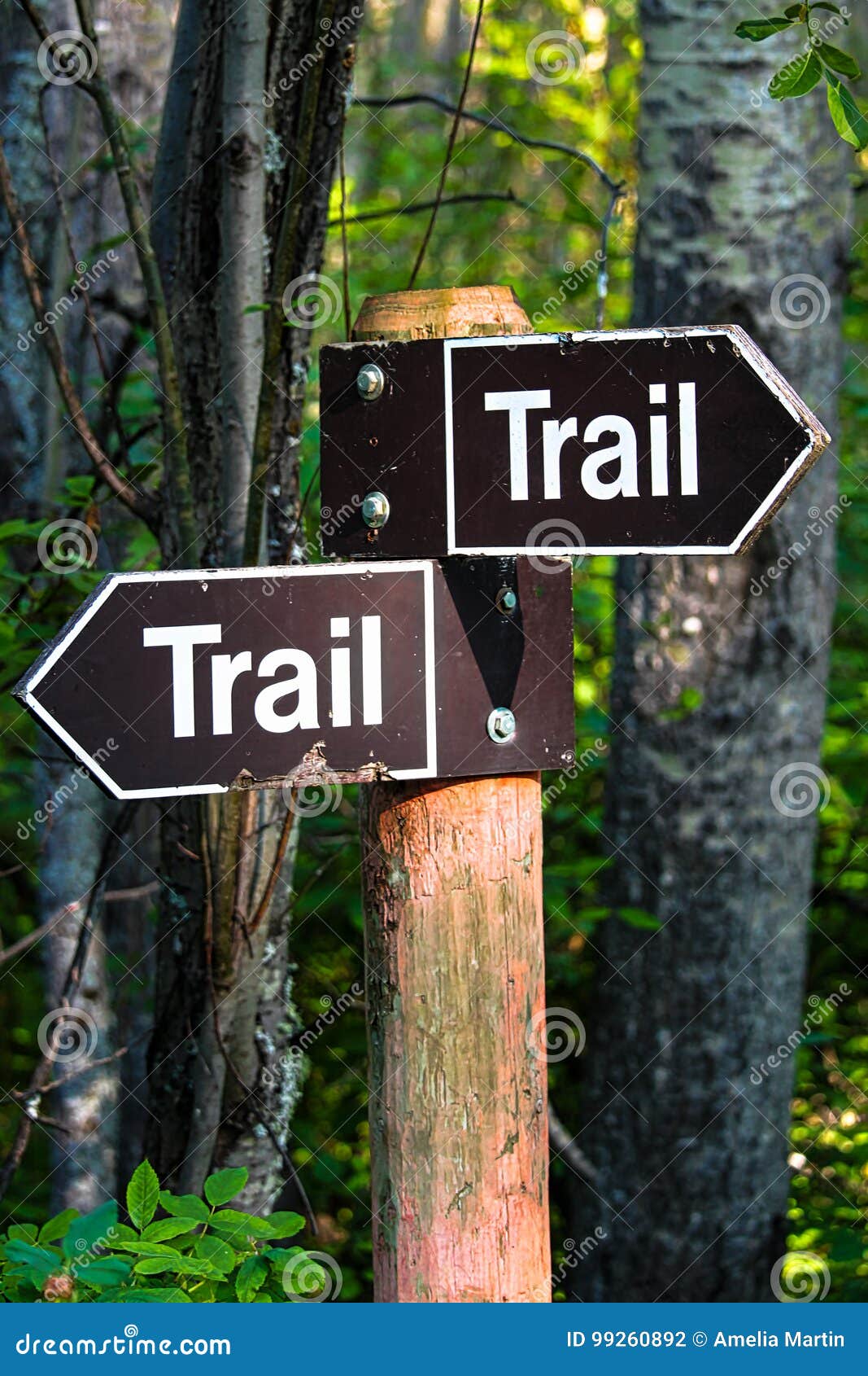 A Hiking Trail Direction Sign in the Forest Stock Photo - Image of ...