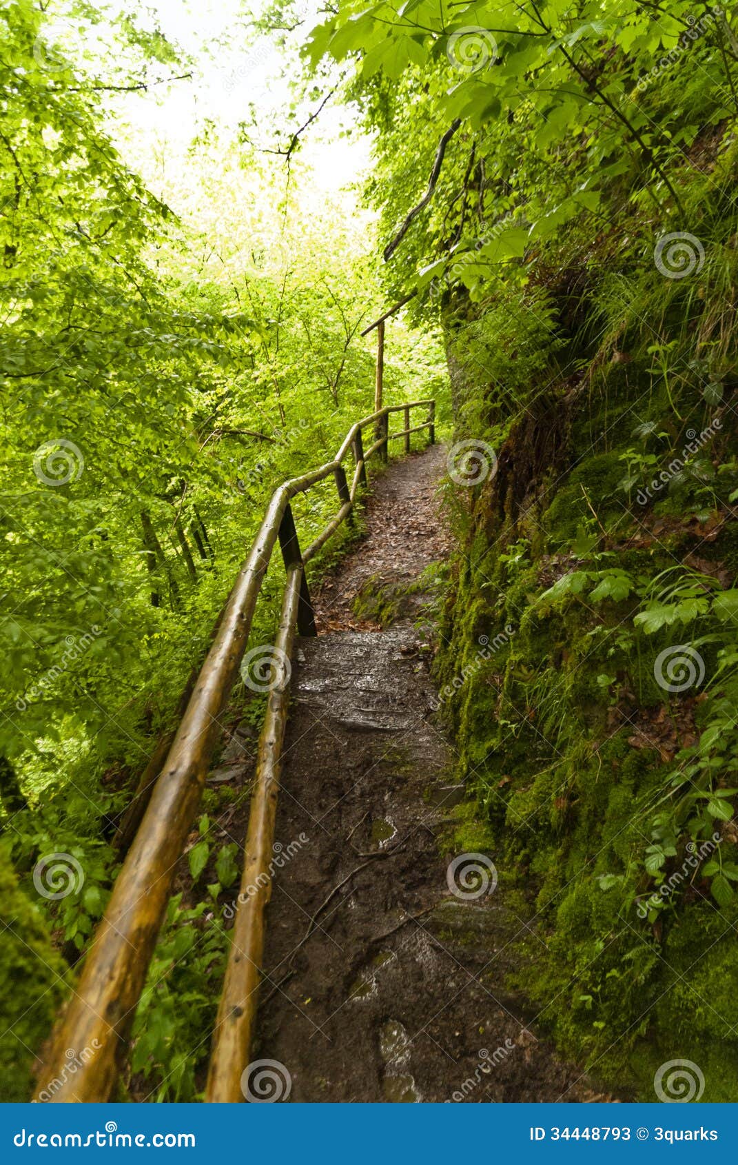 On the Hiking Trail Eifelsteig Stock Image - Image of jungle, brook ...
