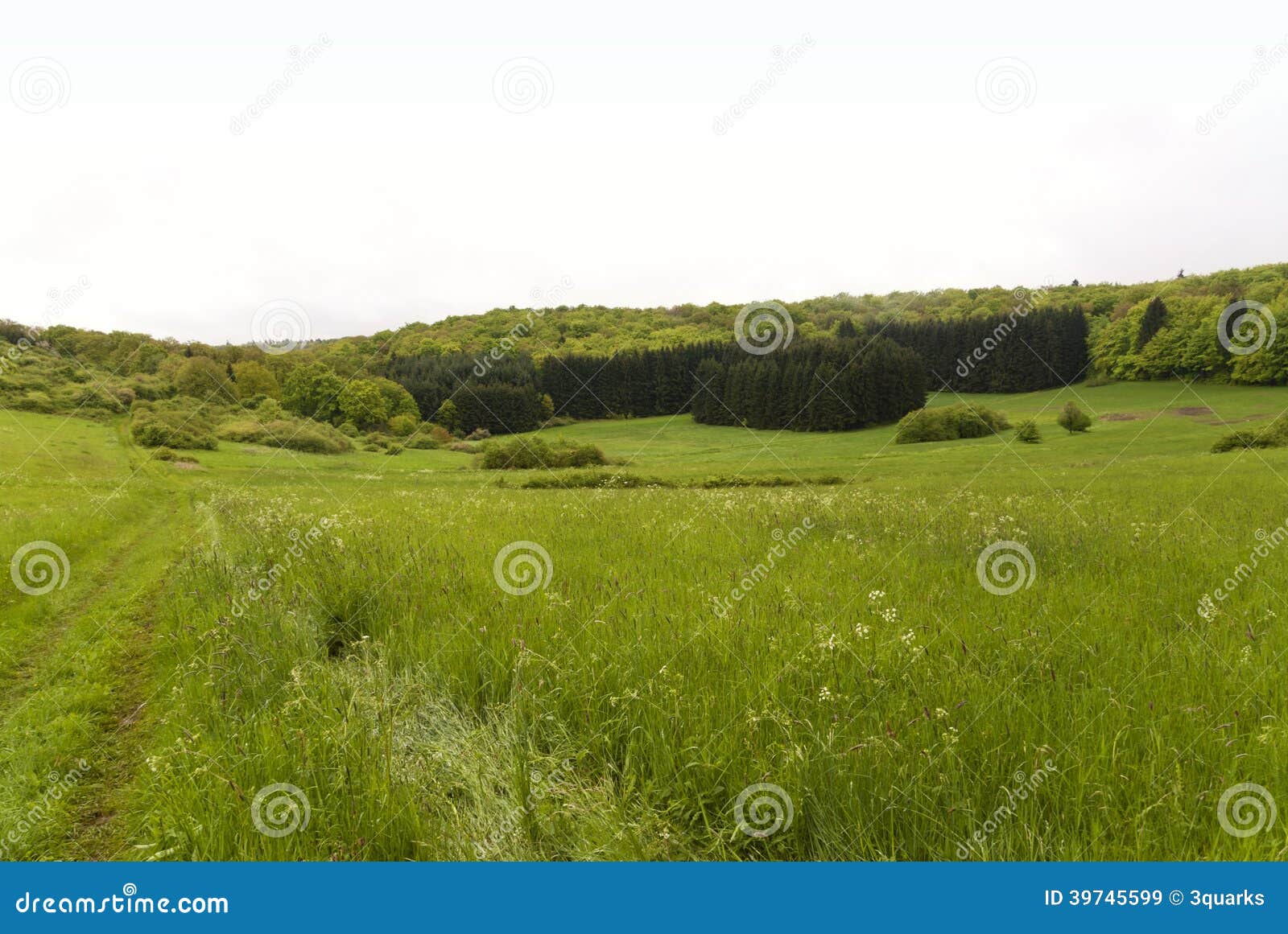 On the Hiking Trail Eifelsteig Stock Image - Image of beech, trees ...