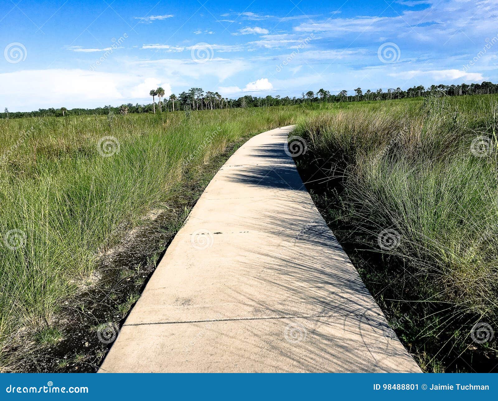 Hiking Trail in the Everglades Stock Image - Image of grass, sawgrass ...