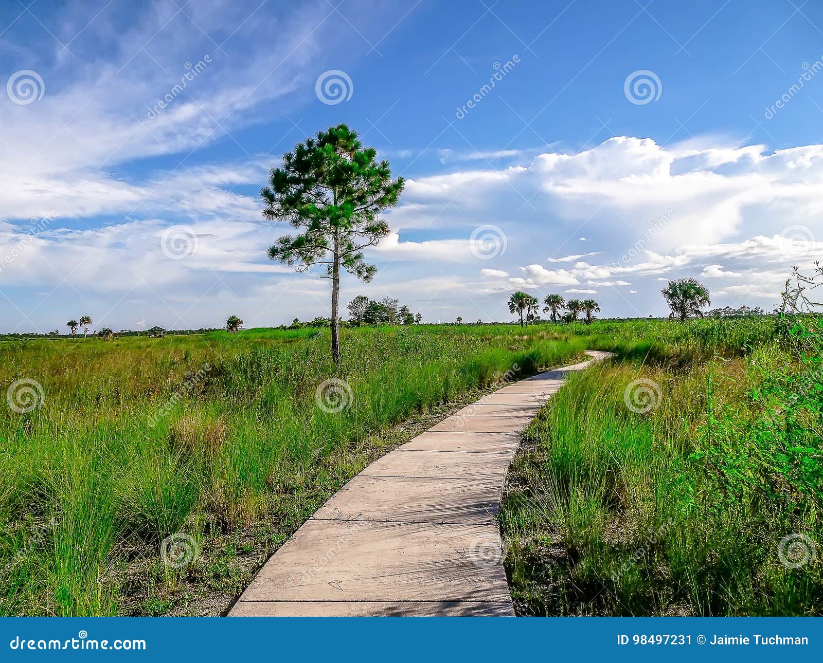 Hiking Trail in the Everglades Stock Image - Image of hiking, moist ...