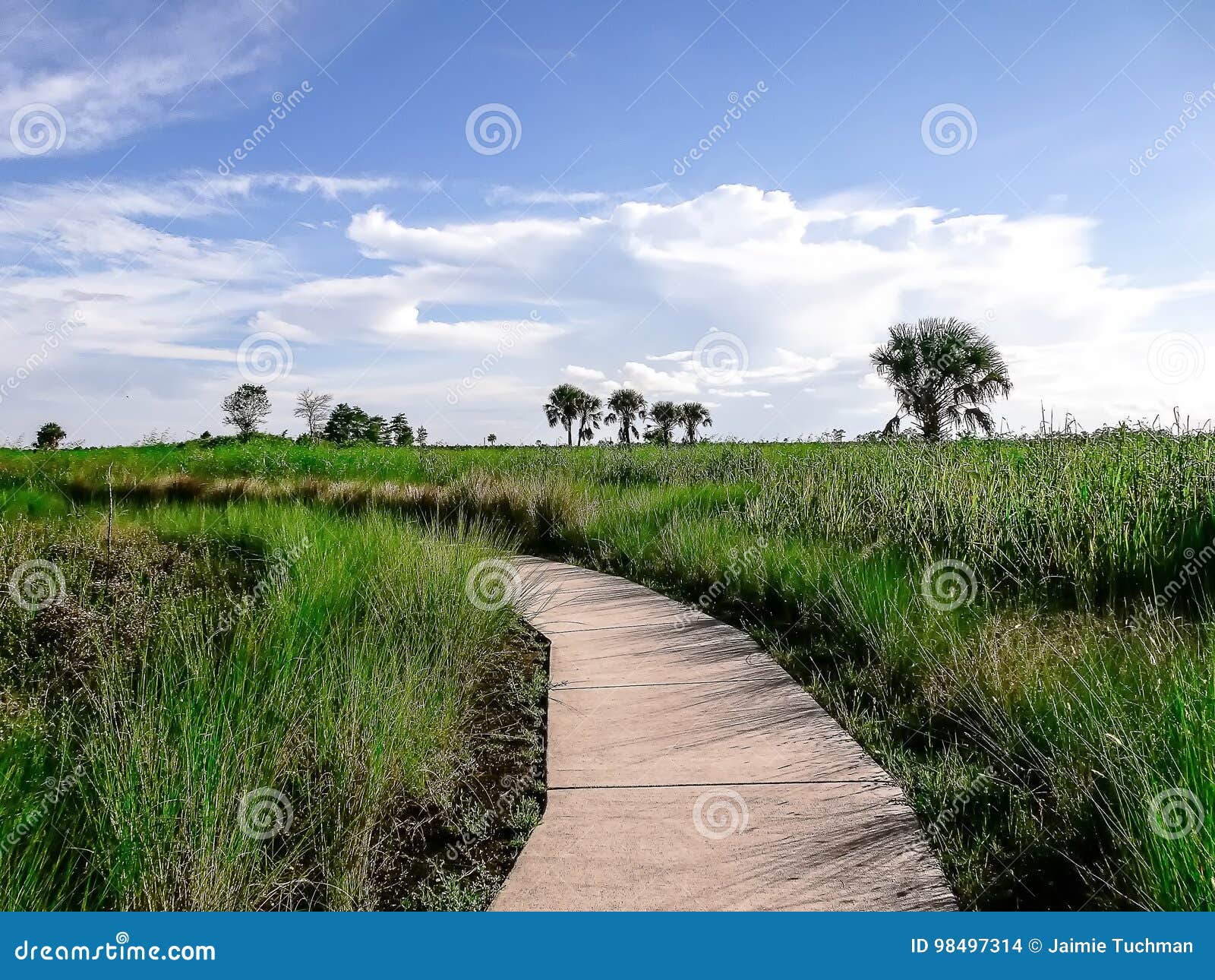 Hiking Trail in the Everglades Stock Photo - Image of national, green ...