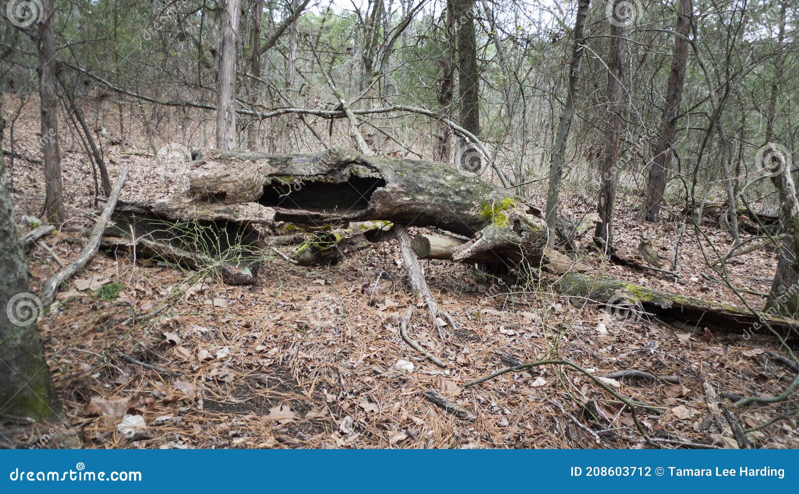 Hiking Trail with Fallen Tree Hollowed Out by Decay Stock Photo - Image ...