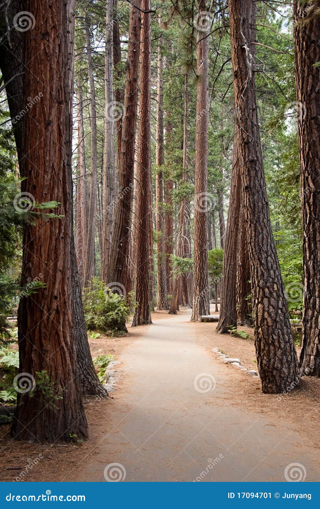 Hiking Trail through Forest Stock Image - Image of vertical, green ...