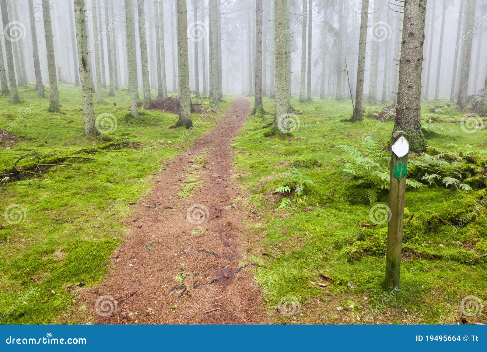 Hiking Trail through a Forest Stock Photo - Image of evergreen, taiga ...