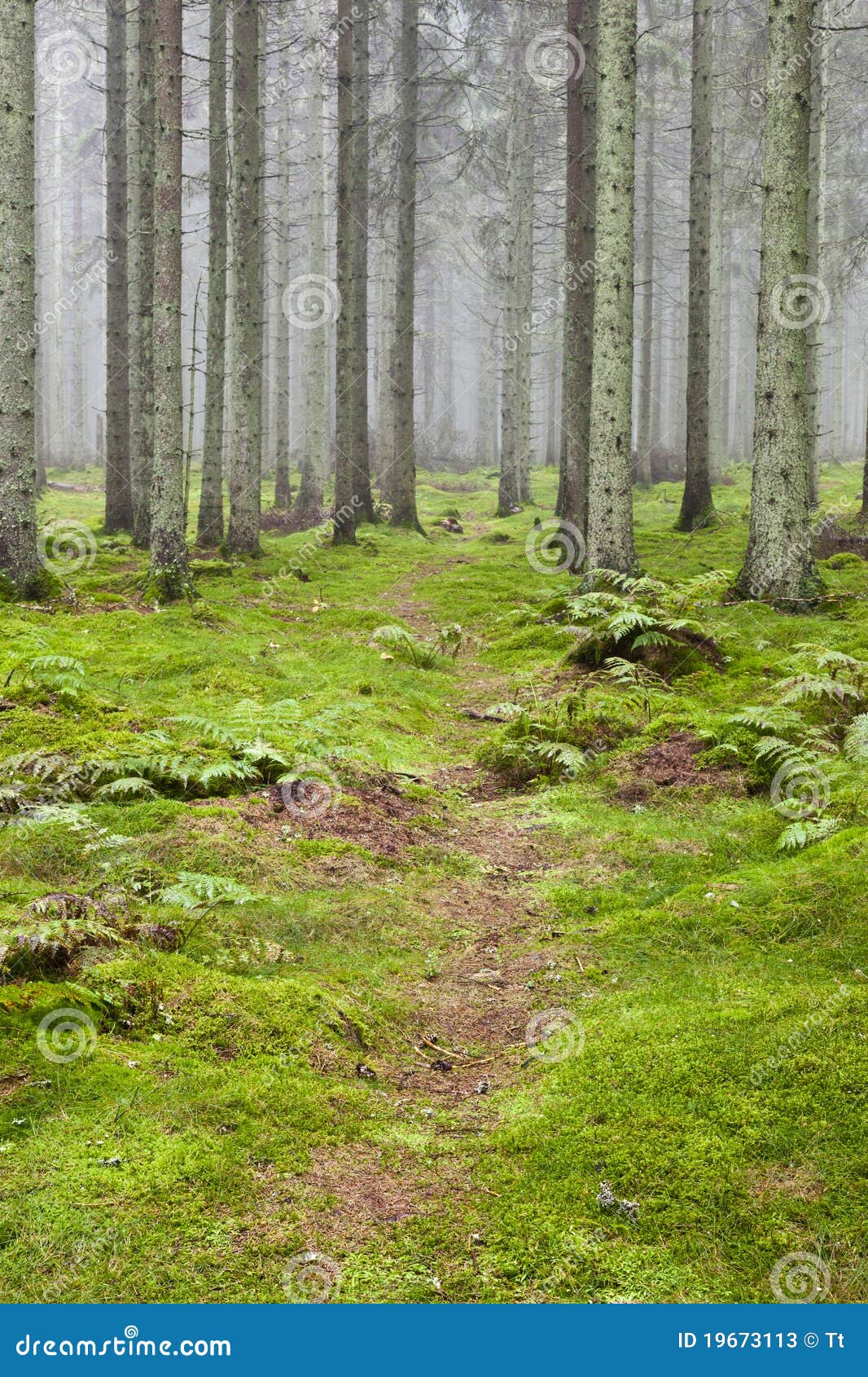 Hiking Trail through a Forest Stock Image - Image of evergreens ...