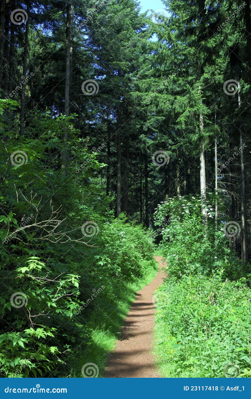 Hiking trail in a forest stock photo. Image of thuringia - 23117418