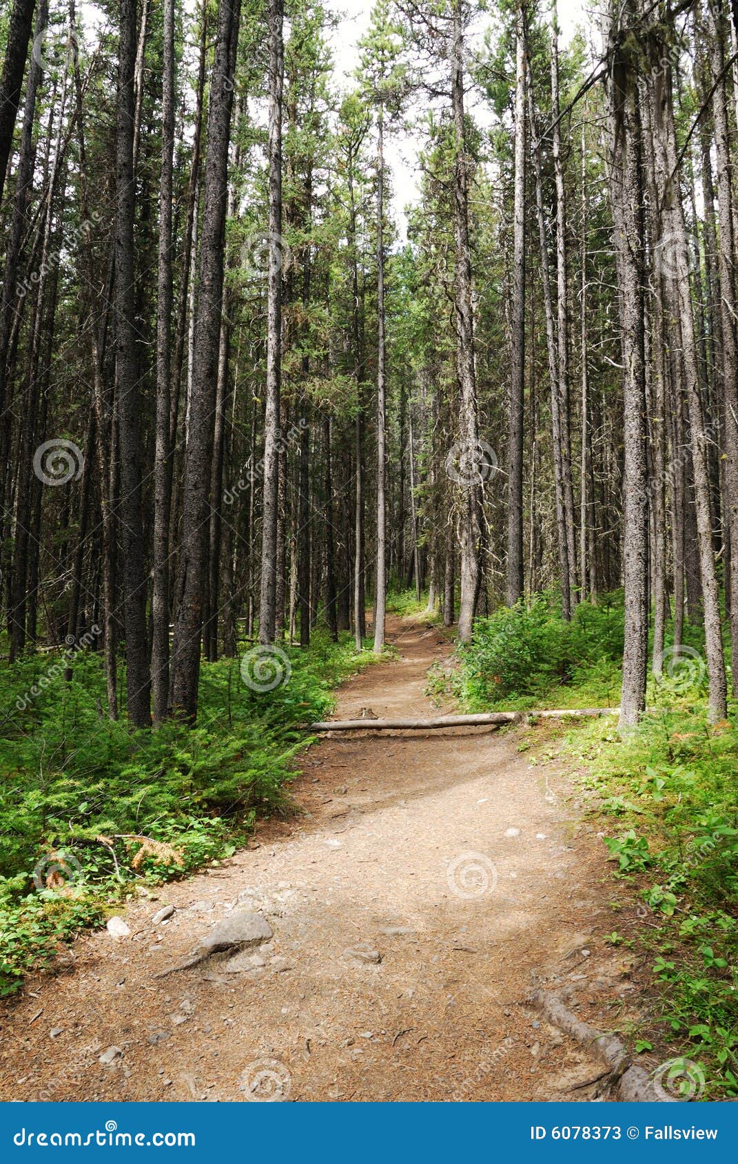 Hiking trail in forest stock image. Image of alberta, forest - 6078373