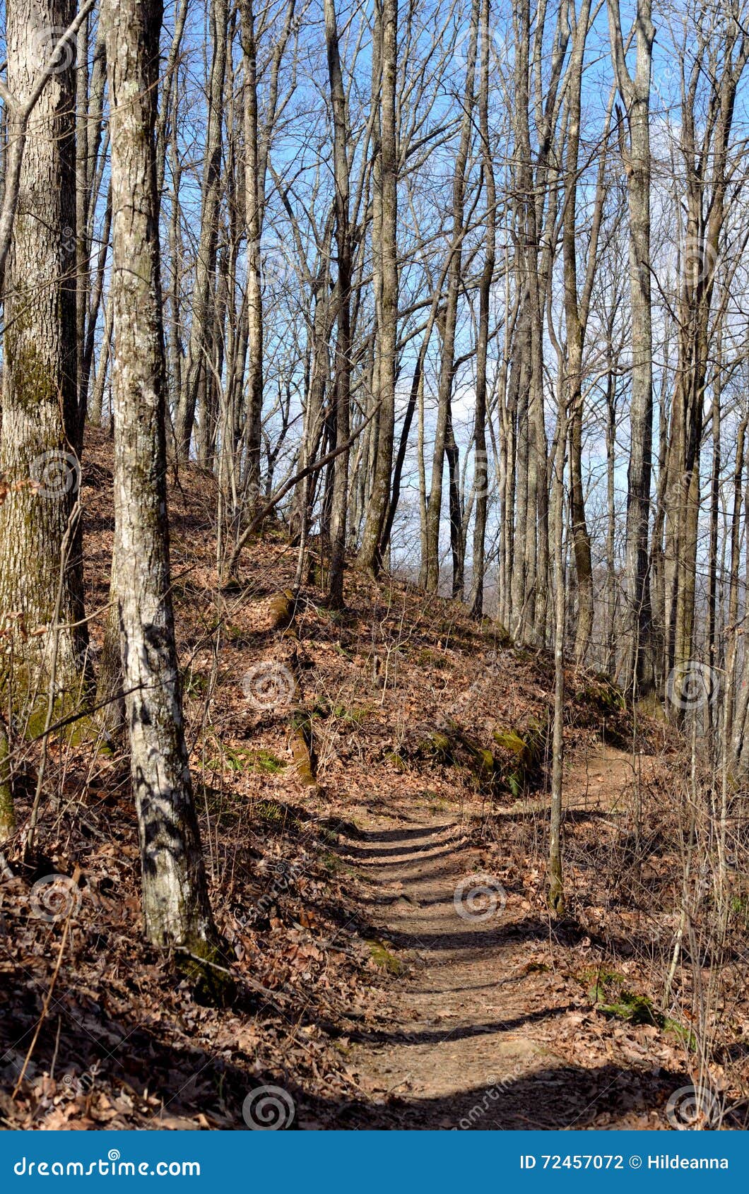 Hiking Trail through the Forest Stock Photo - Image of mountains ...