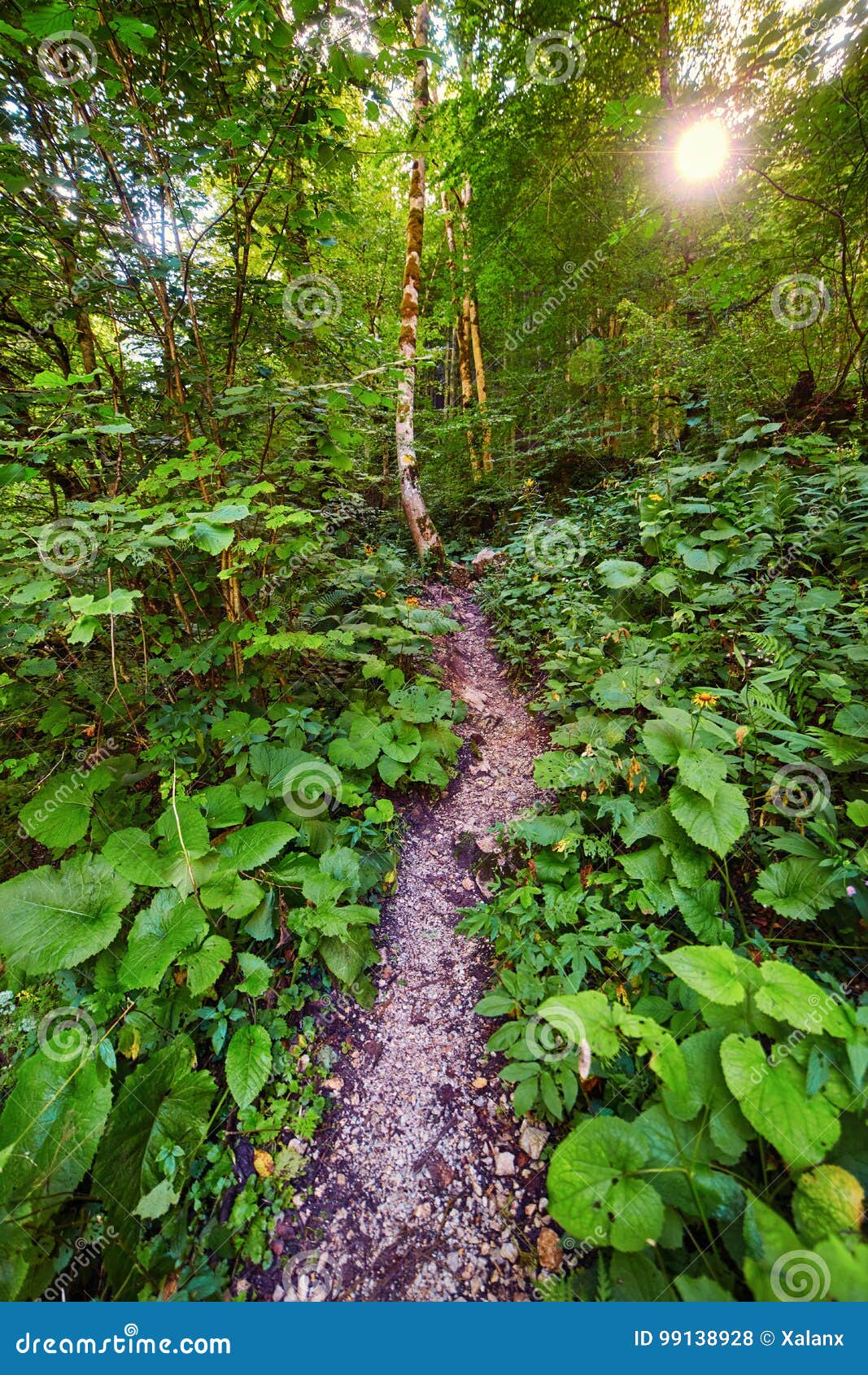 Hiking Trail through the Forest Stock Photo - Image of green, birch ...