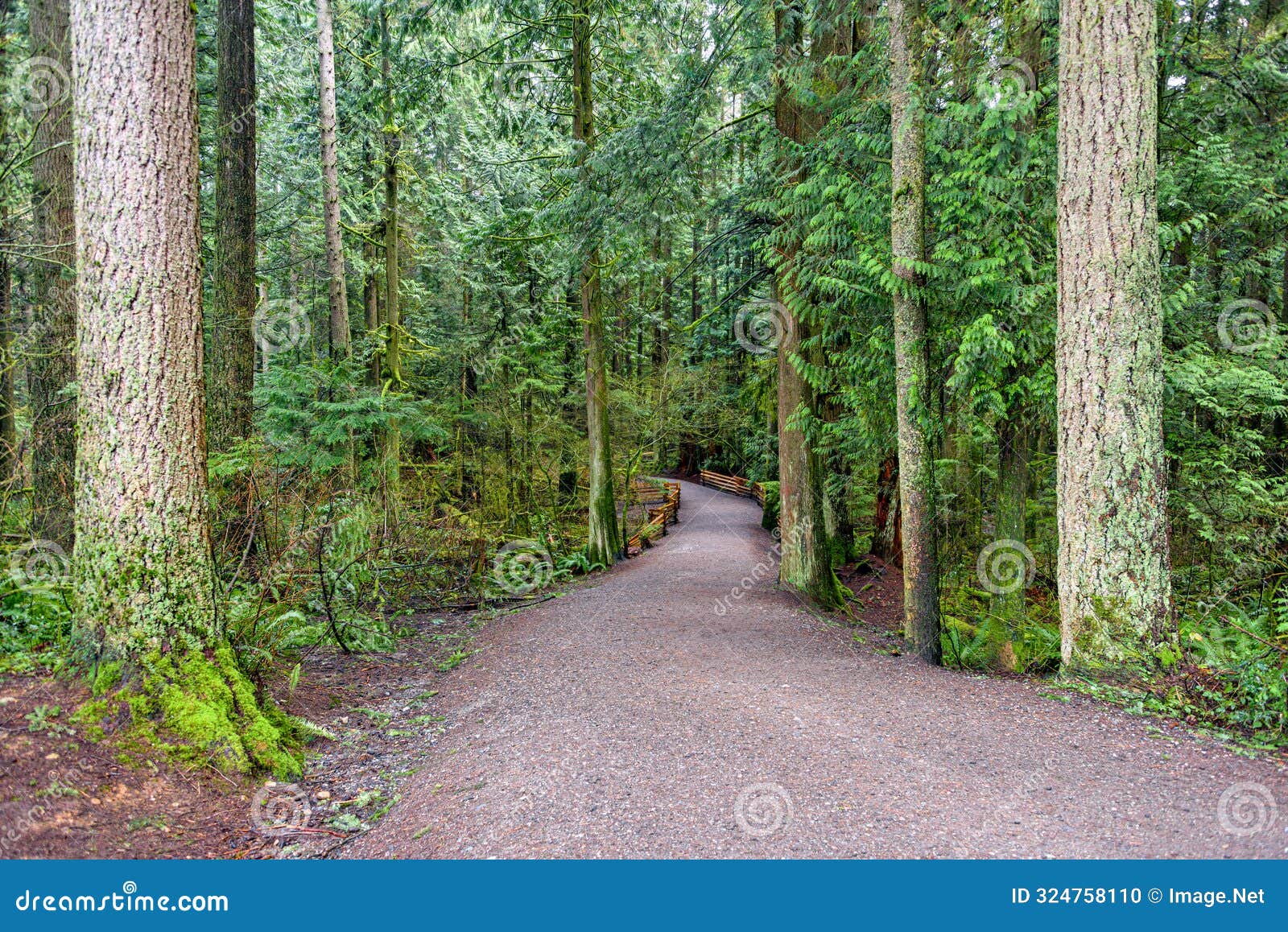 Hiking Trail through a Forest Park on a Cool Summer Day Stock Photo ...