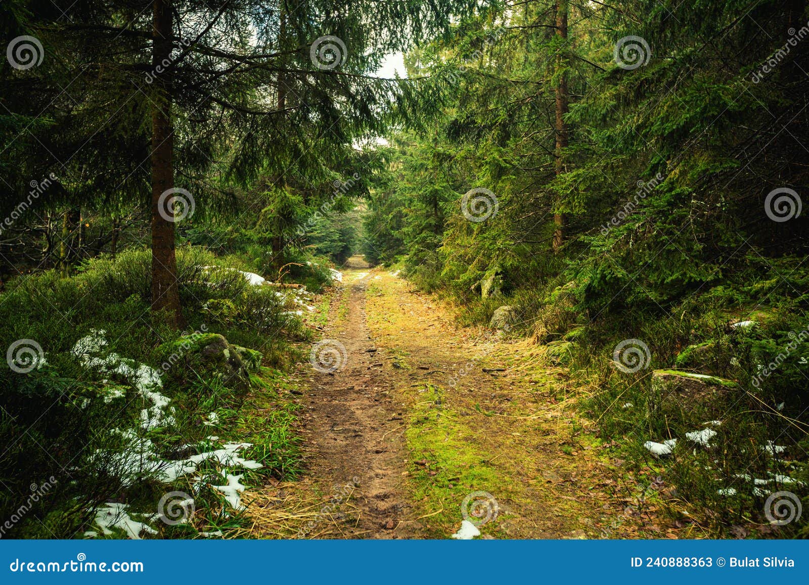 Hiking Trail in the Forest. Hiking Path in Forest on a Bright Sunny Day ...