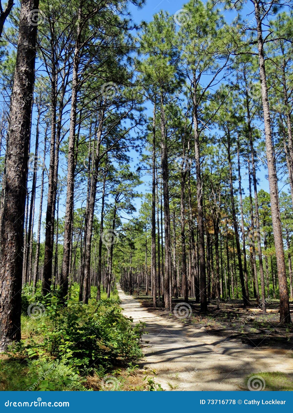 Hiking Trail through a Forest of Tall Pine Trees Stock Photo - Image of ...