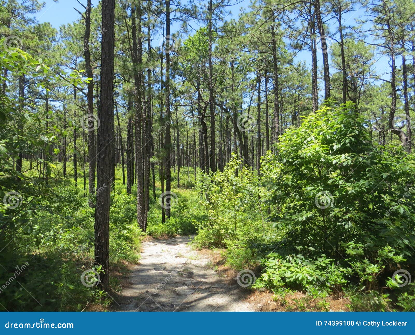Hiking Trail through a Forest of Tall Pine Trees Stock Photo - Image of ...