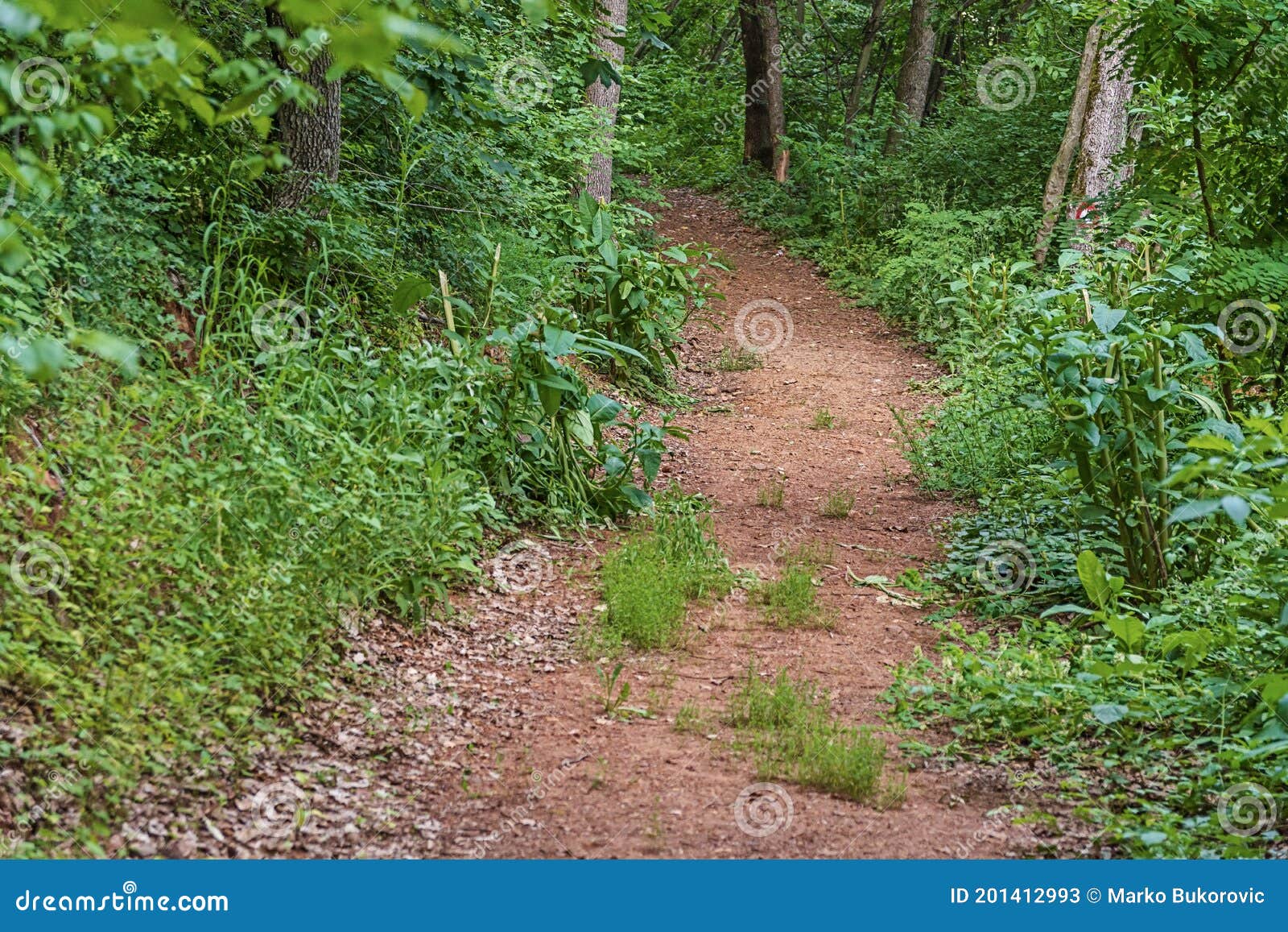 Hiking Trail between Greenery in the Heavy Brush and Trees Stock Image ...