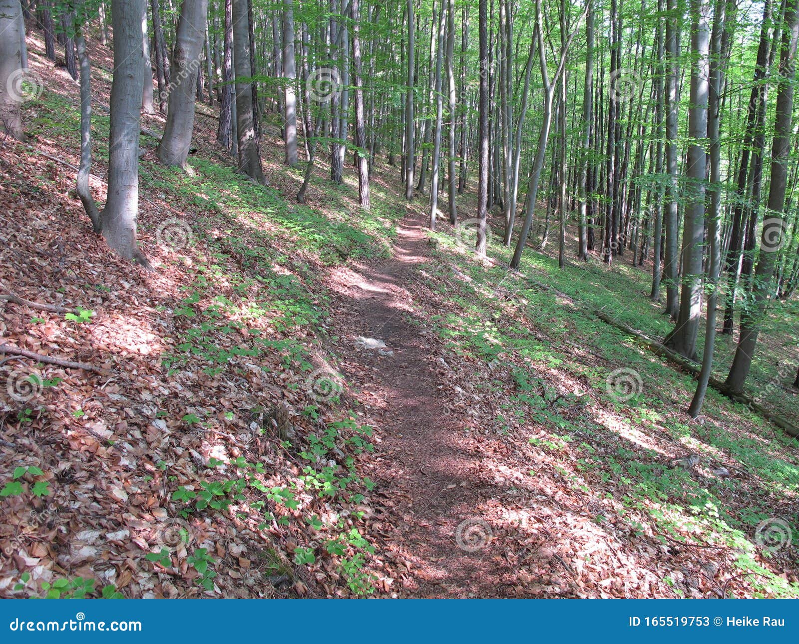 Hiking Trail in Jena, Lobeda, Kernberge, Thuringia, Germany Stock Image ...