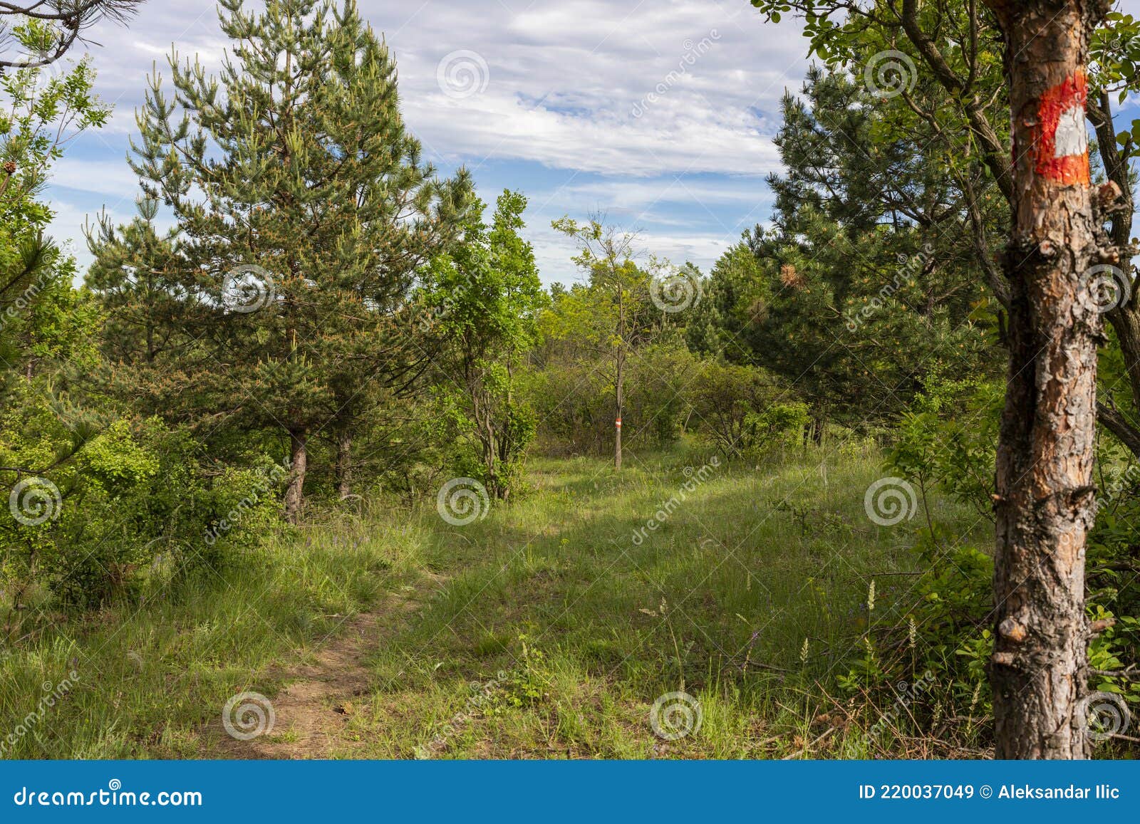 Hiking Trail and Hiking Markers on the Trees in the Forest Stock Image ...