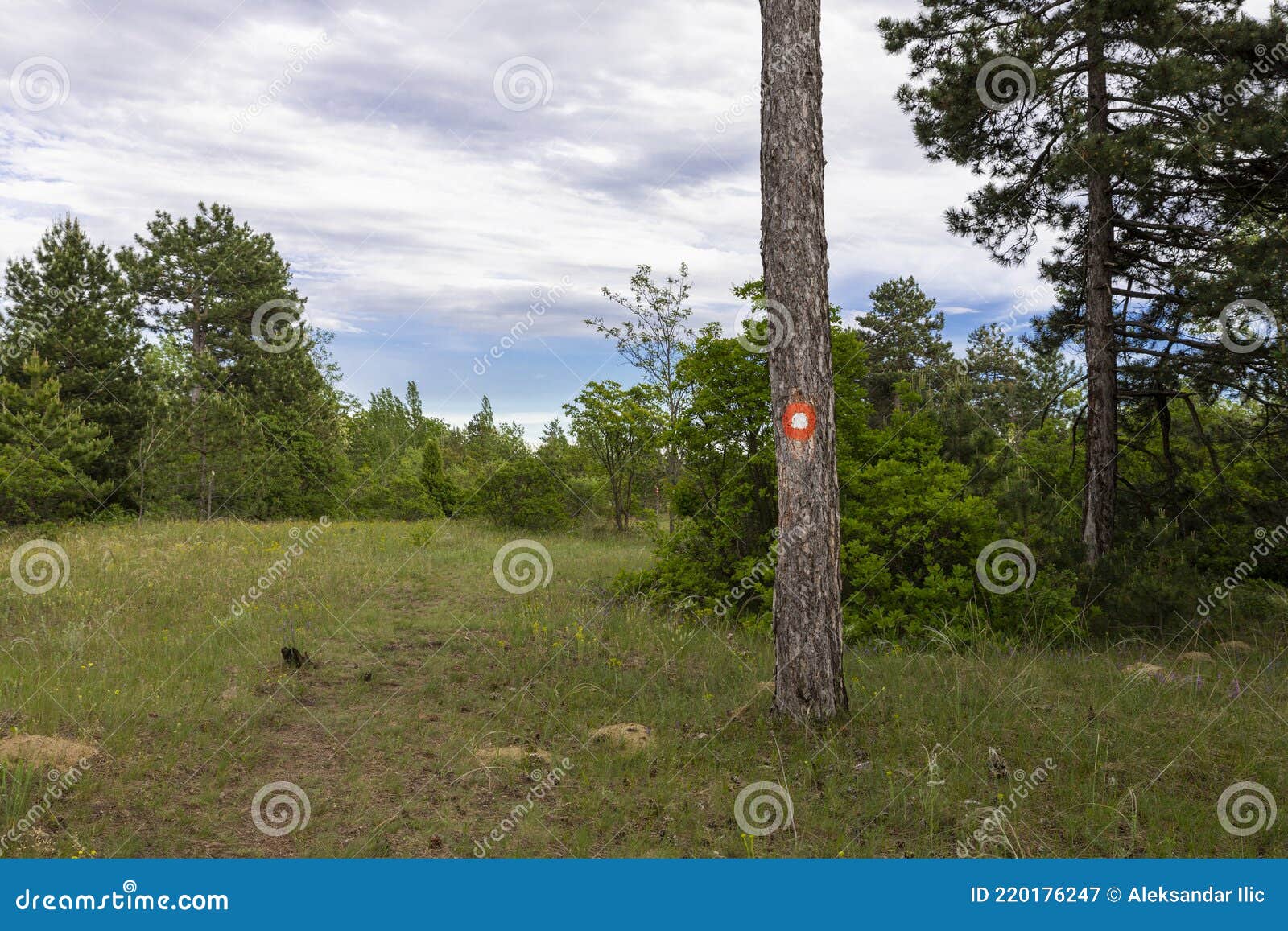 Hiking Trail and Hiking Markers on the Trees in the Forest Stock Image ...