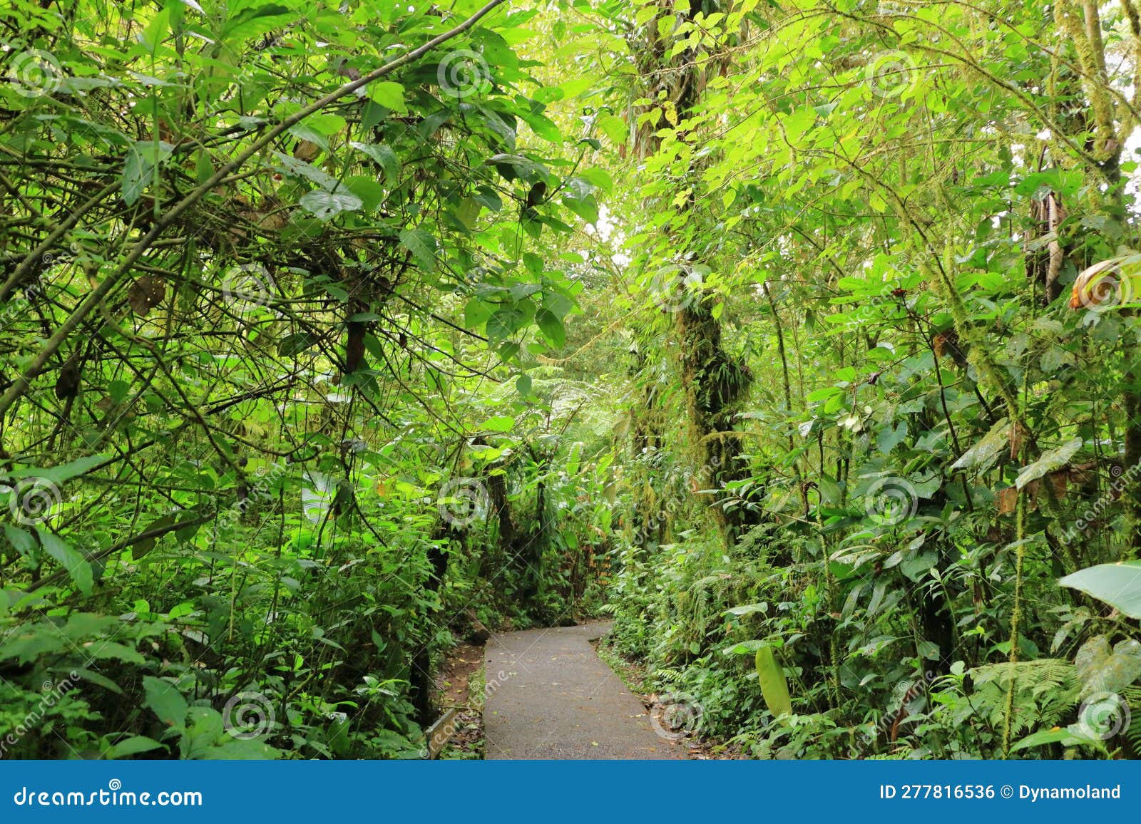 Hiking Trail at Monteverde Cloud Forest Costa Rica Stock Photo - Image ...