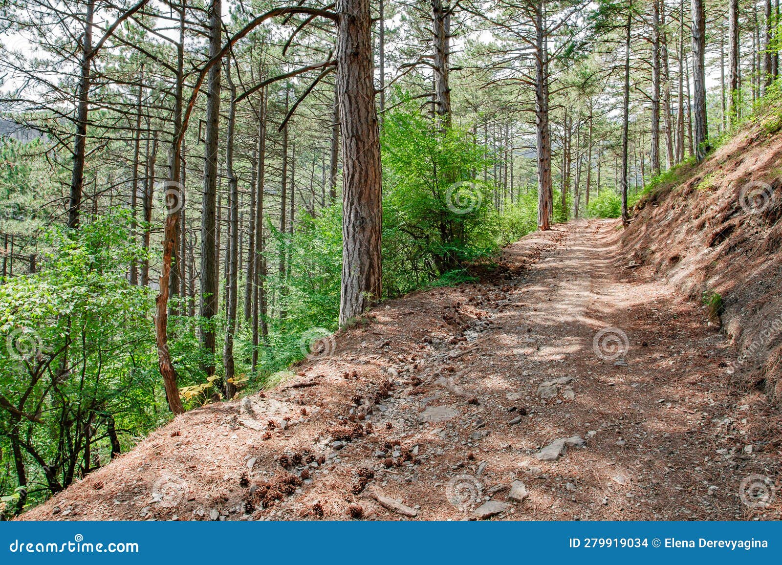 Hiking Trail in Mountains among Coniferous Forest and Pine Trees on ...
