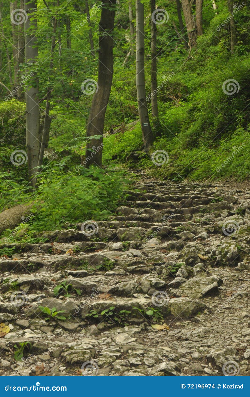 Hiking Trail in the Mountains. Path among the Rocks in the Beech Forest ...