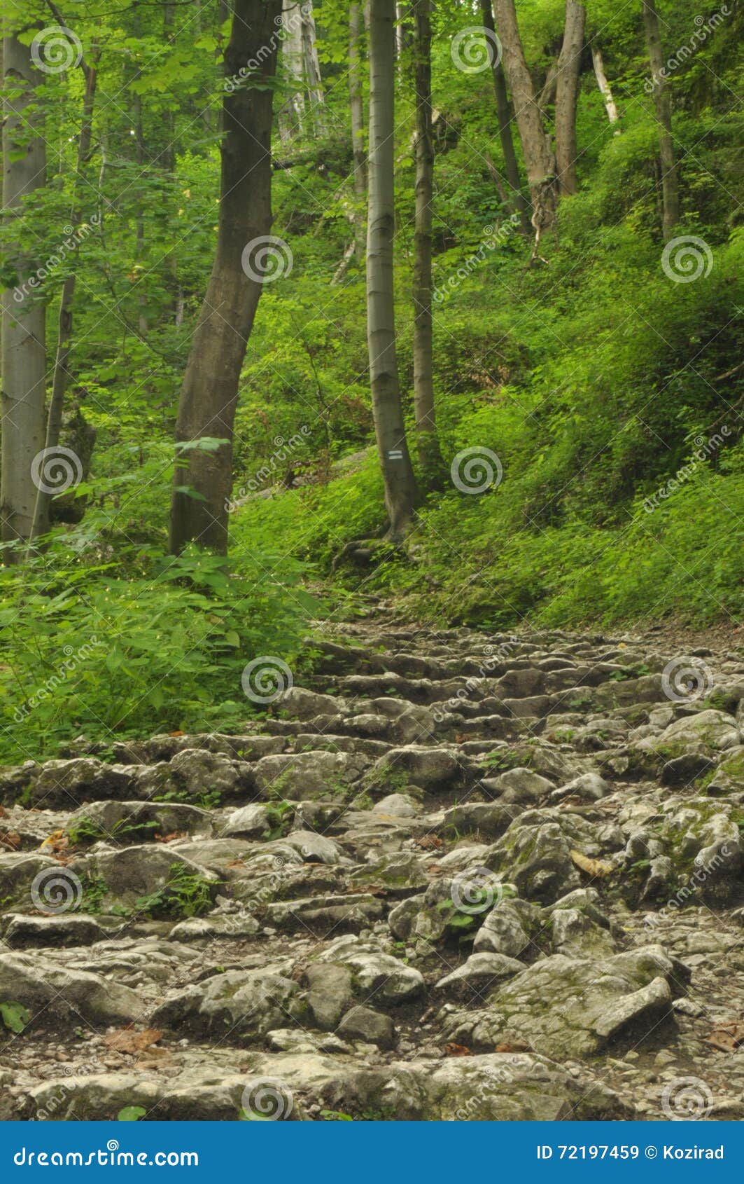 Hiking Trail in the Mountains. Path among the Rocks in the Beech Forest ...