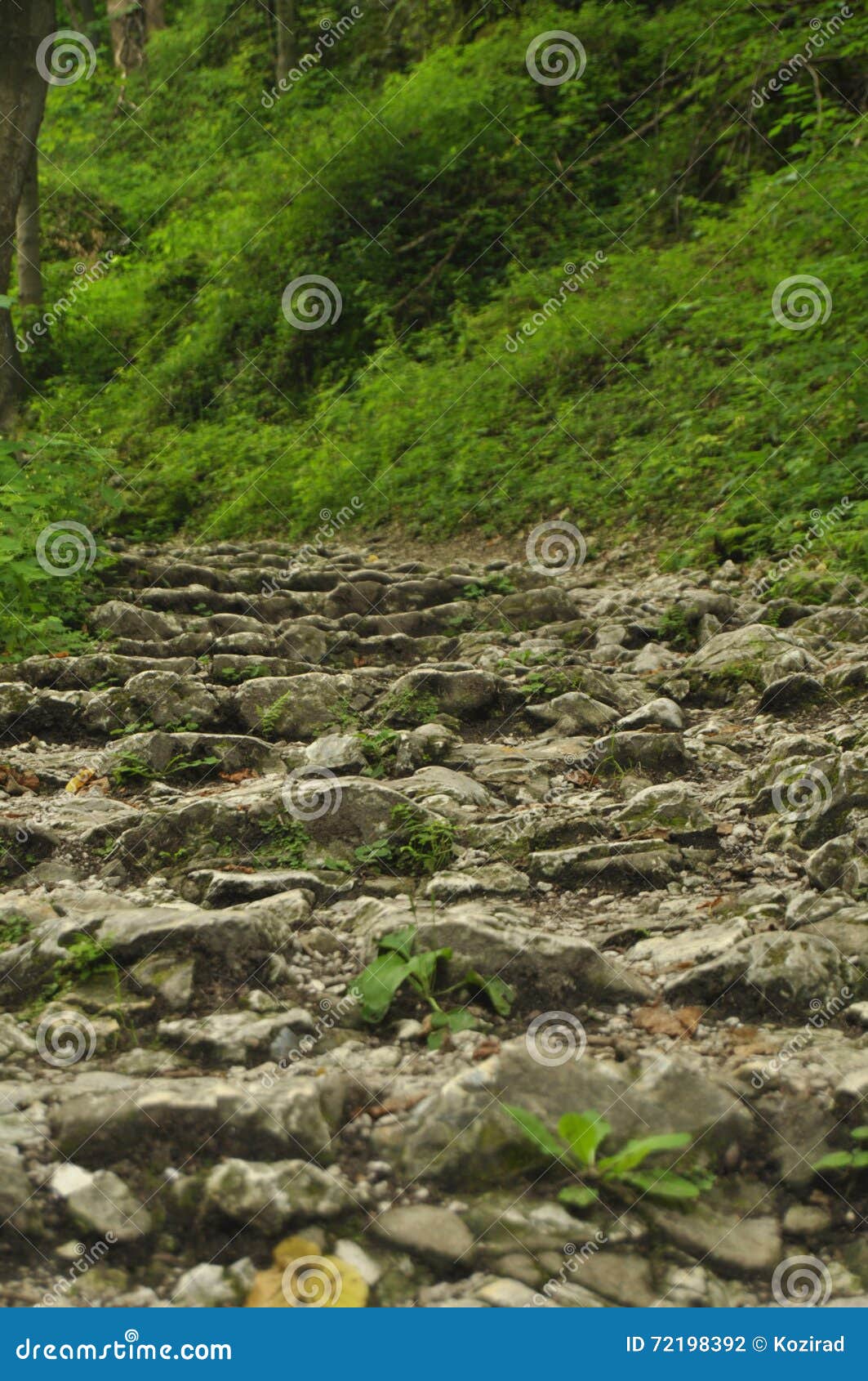 Hiking Trail in the Mountains. Path among the Rocks in the Beech Forest ...