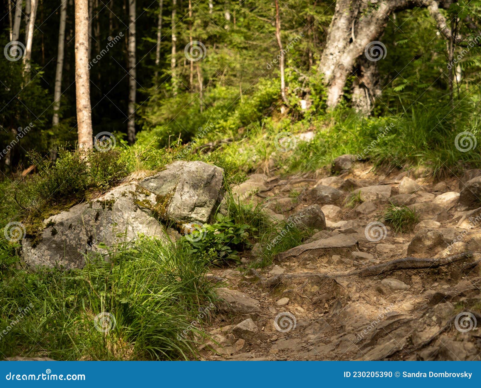 Hiking Trail in Norway, Roots, Trees, Pure Nature Stock Photo - Image ...