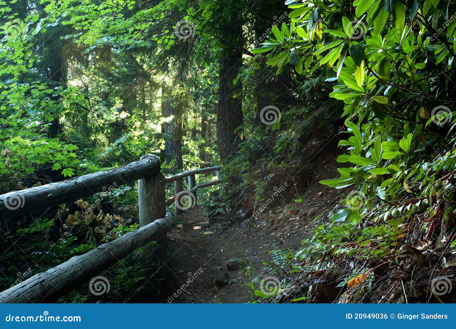 Hiking Trail Path in Lush Forest Stock Photo - Image of mountains ...