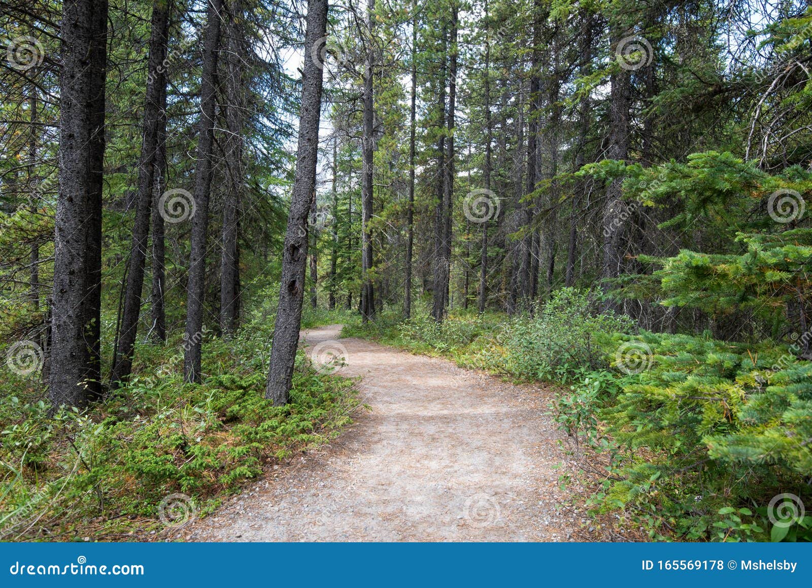 Hiking Trail through Pine Forest Stock Photo - Image of trees, trail ...