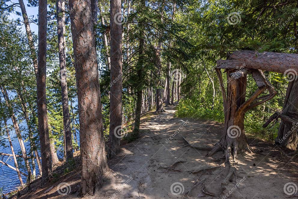 Hiking Trail in a Pine Tree Forest Stock Image - Image of environment ...