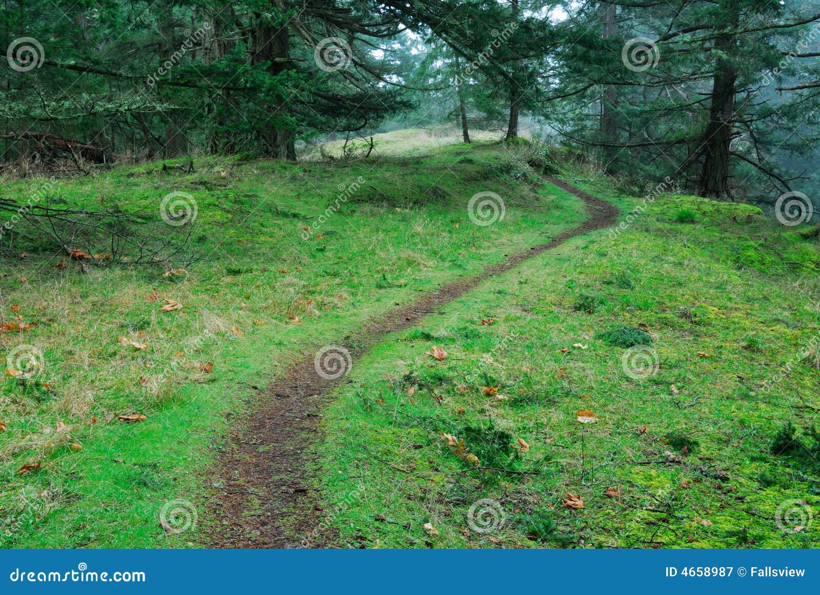Hiking Trail in Rain Forest Stock Image - Image of scene, british: 4658987