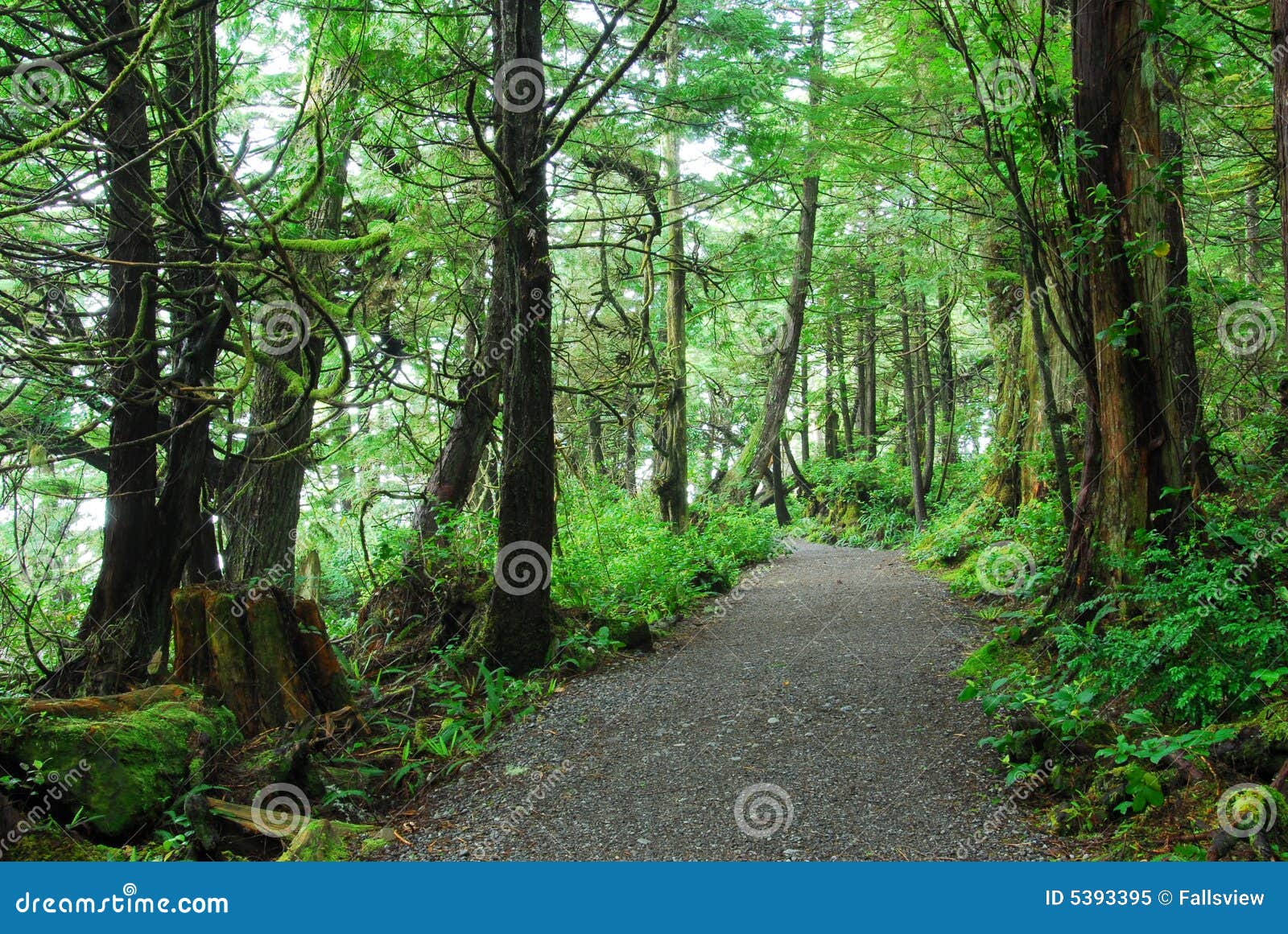 Hiking Trail in Rain Forest Stock Image - Image of national, hiking ...