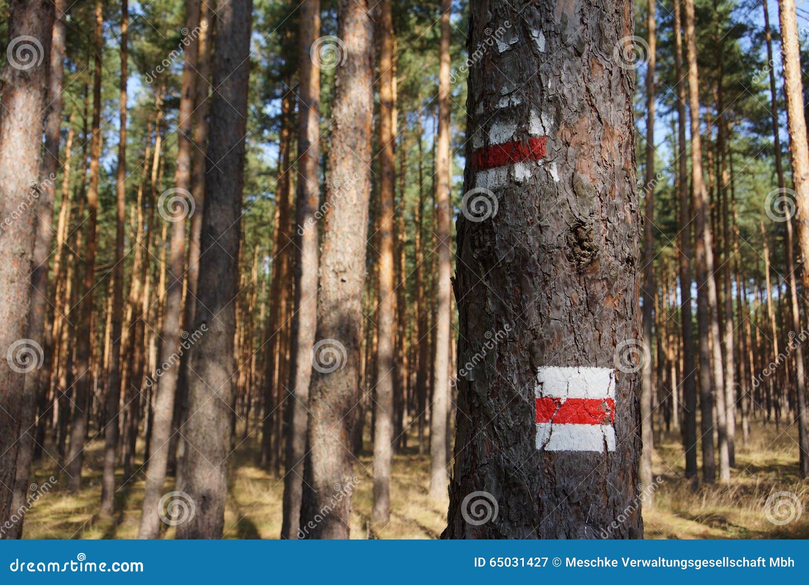 Hiking Trail Sign on a Tree Stock Image - Image of camp, footpath: 65031427