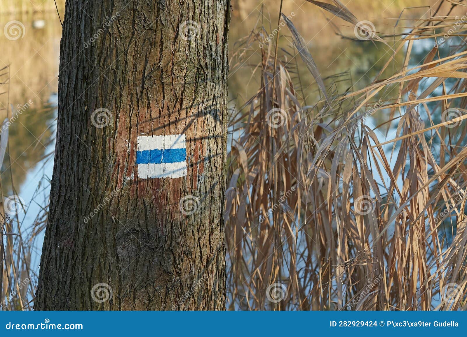 Hiking trail signs stock photo. Image of forest, closeup - 282929424