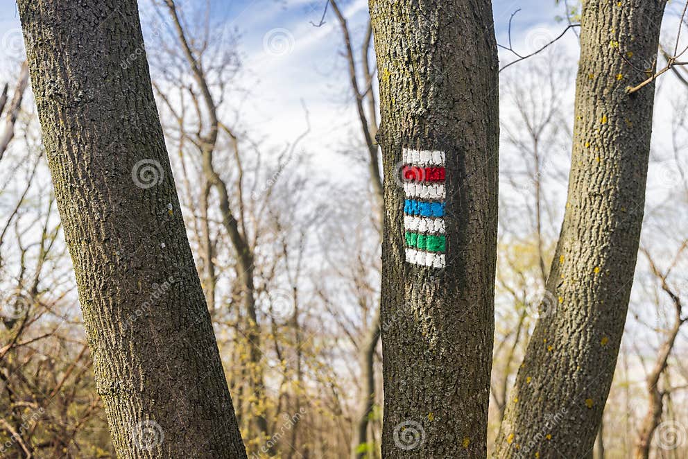 Hiking Trail Signs on Tree Trunks Stock Image - Image of trail, path ...