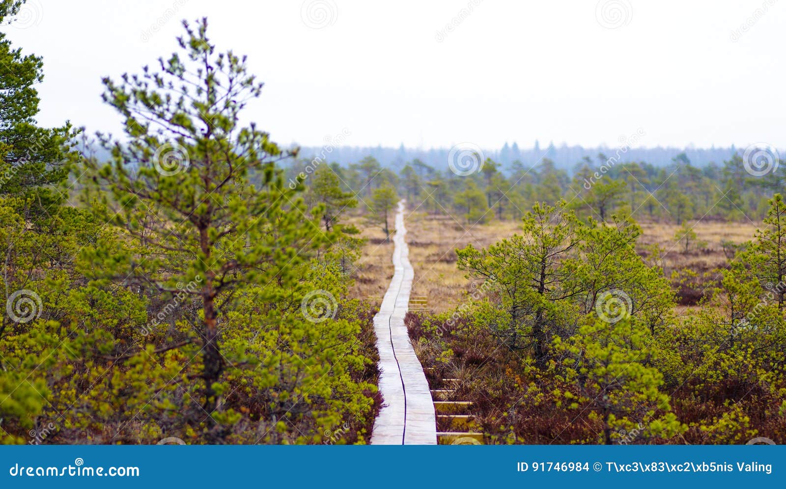 Hiking trail in spring stock photo. Image of park, swamp - 91746984