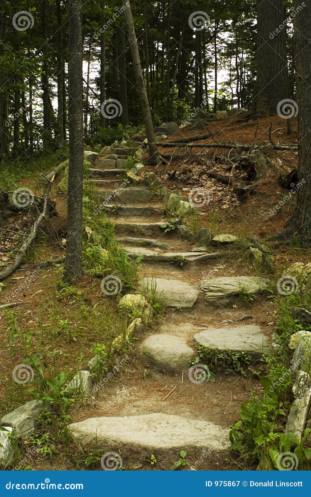 Hiking Trail Stairs stock image. Image of trees, path, exercise - 975867