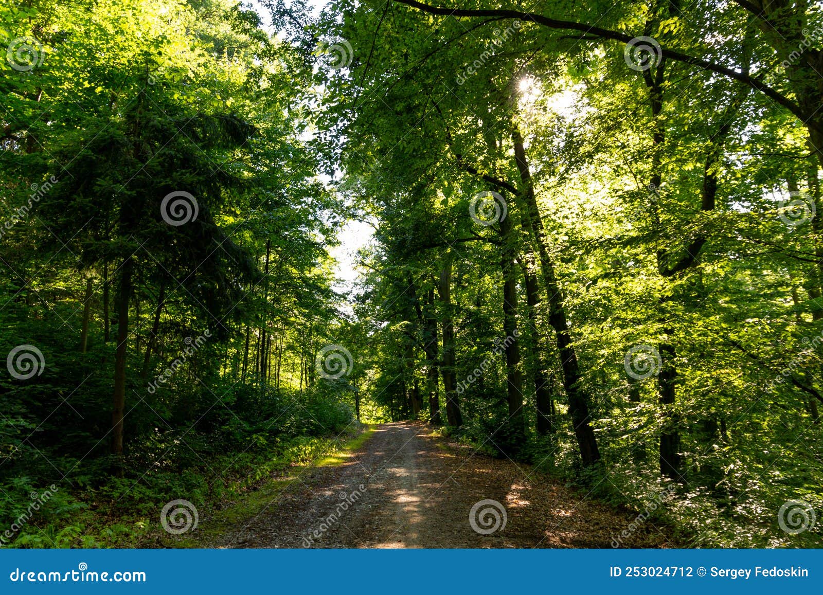 Hiking Trail in Summer Forest Stock Photo - Image of beautiful, path ...