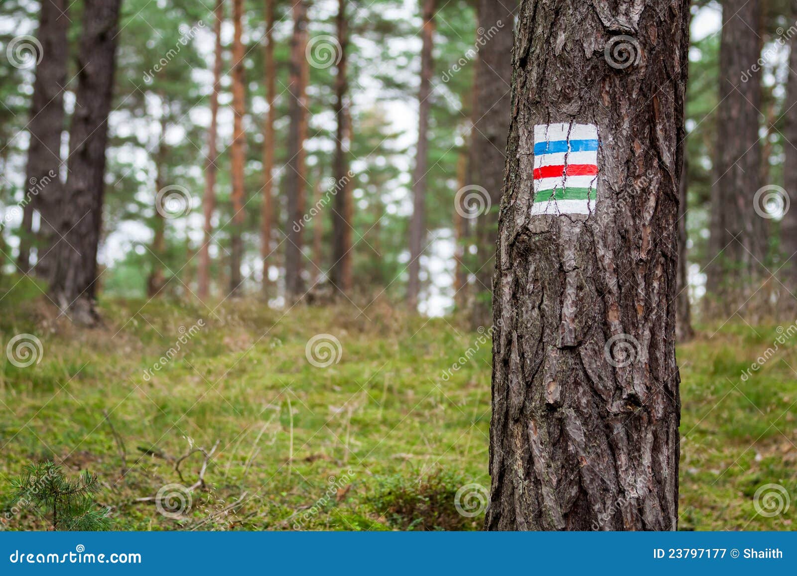 Hiking trail on the tree stock image. Image of following - 23797177