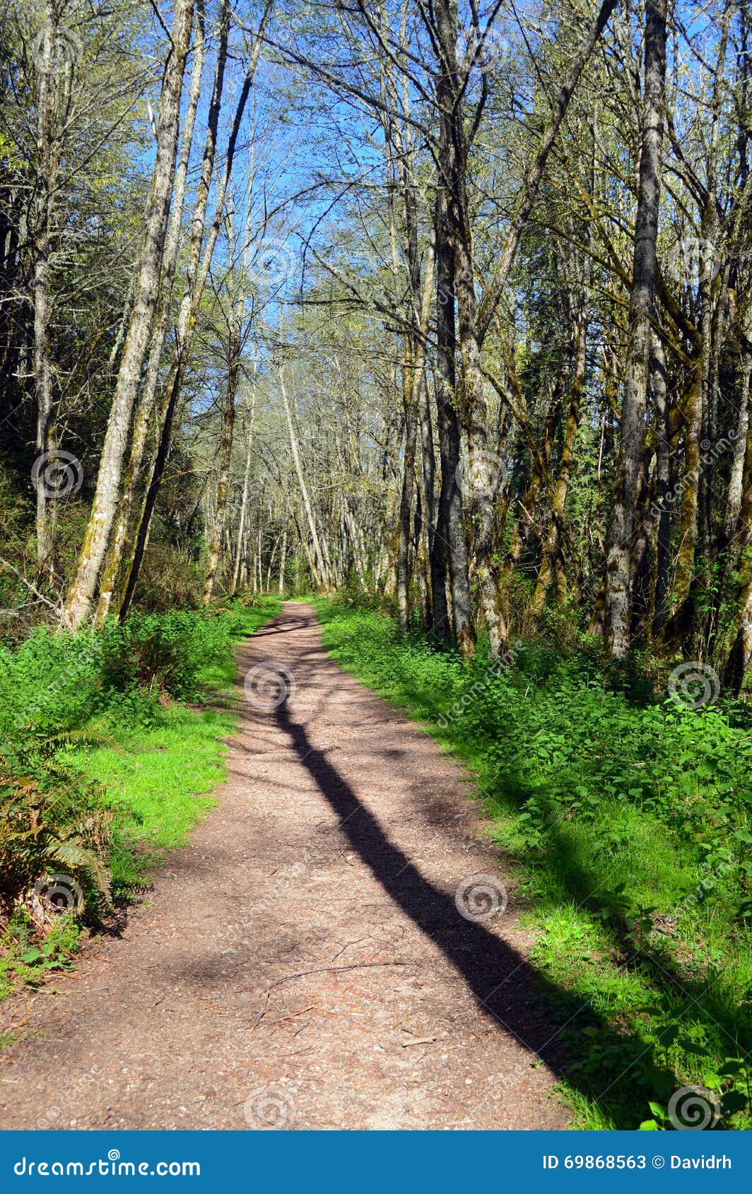 Hiking Trail with Tree Shadow Stock Image - Image of fern, hiking: 69868563