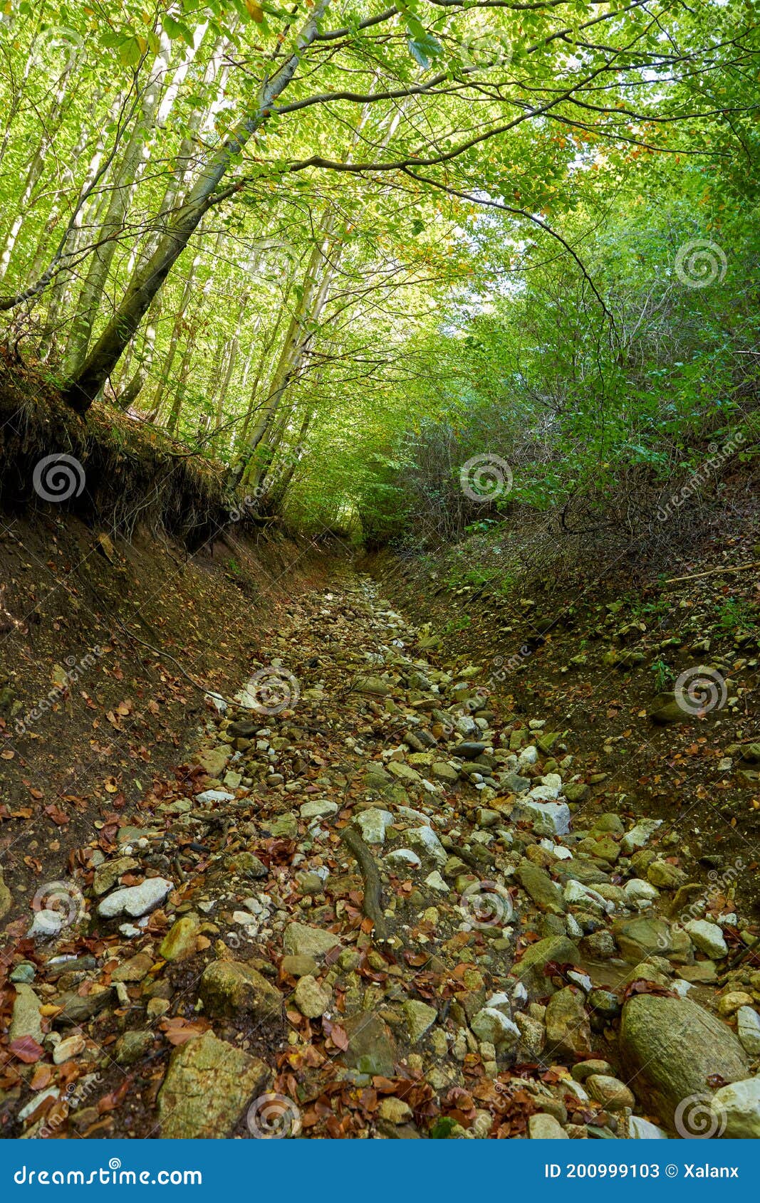 Hiking Trail through the Forest Stock Image - Image of natural, trees ...