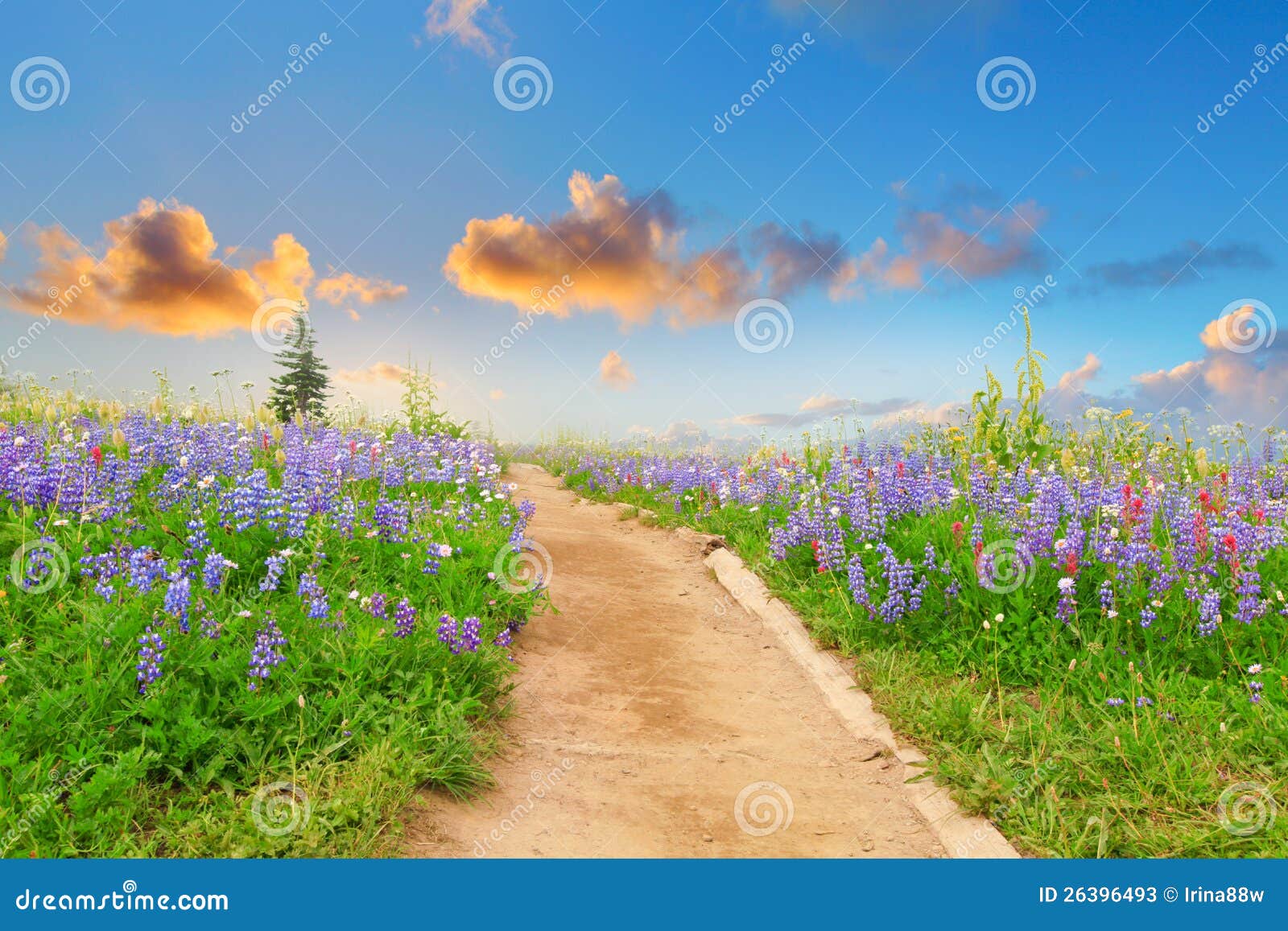 Hiking Trail with Wild Flowers and Sunset. Stock Image - Image of ...