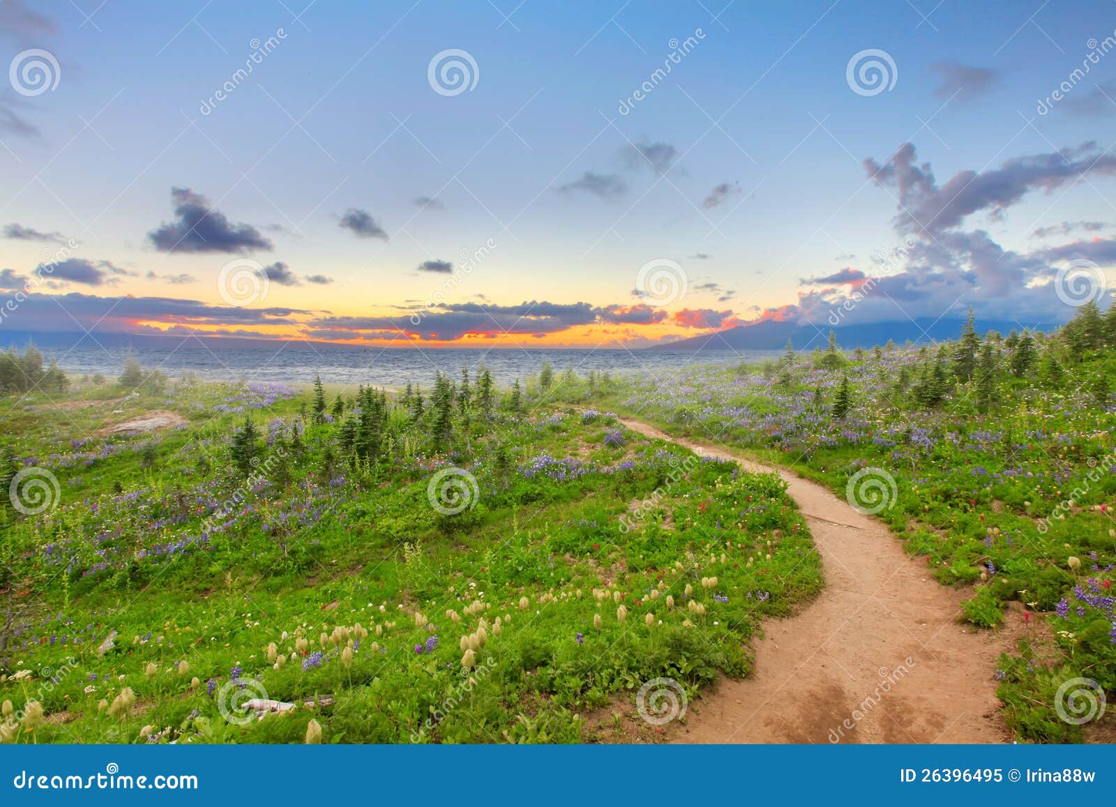 Hiking Trail with Wild Flowers and Sunset. Stock Image - Image of ...