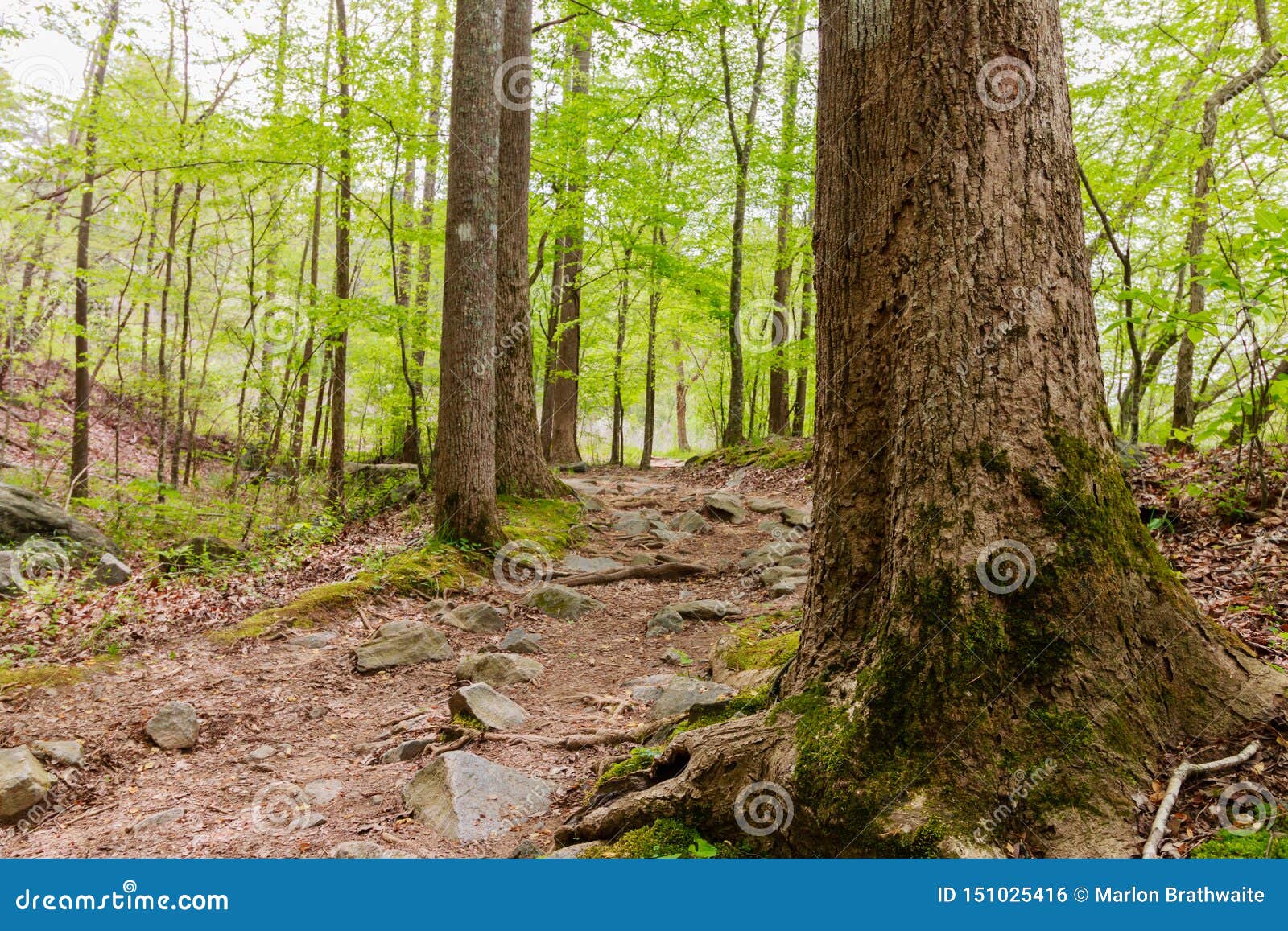 Hiking Trail in the Woods at Spring Time. Stock Photo - Image of forest ...