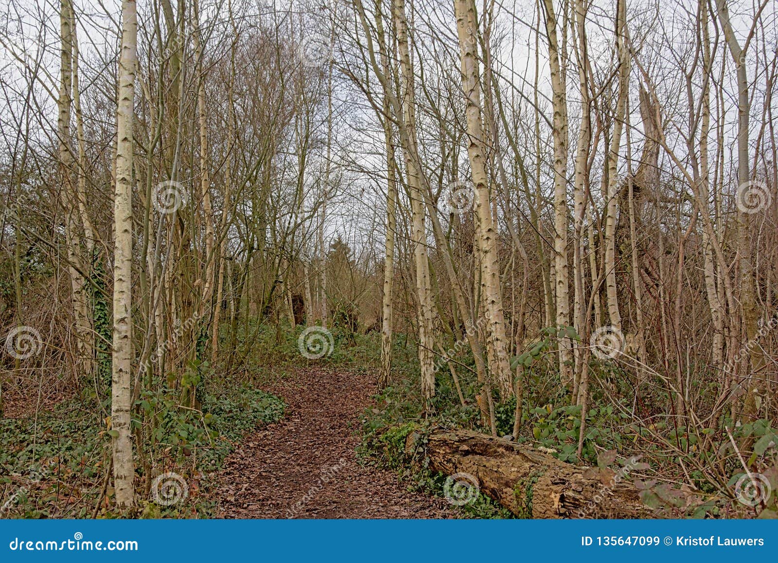 Path through a Young Silver Birch Tree Forest - Betula Pendula Stock ...