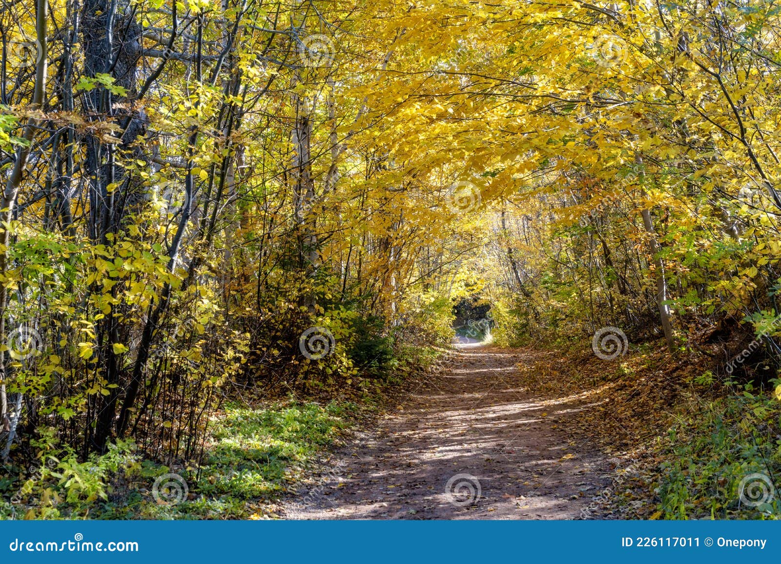 Hiking Trails through an Autumn Forest Stock Image - Image of hiking ...