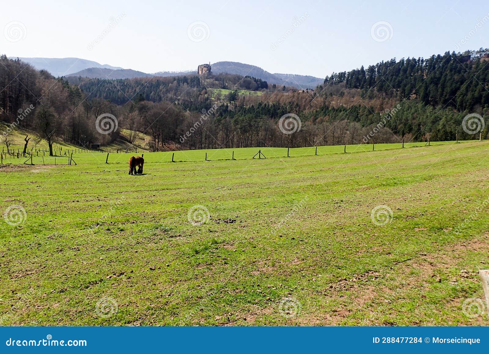 Hiking Trails in the Border Forest Area Stock Photo - Image of high ...