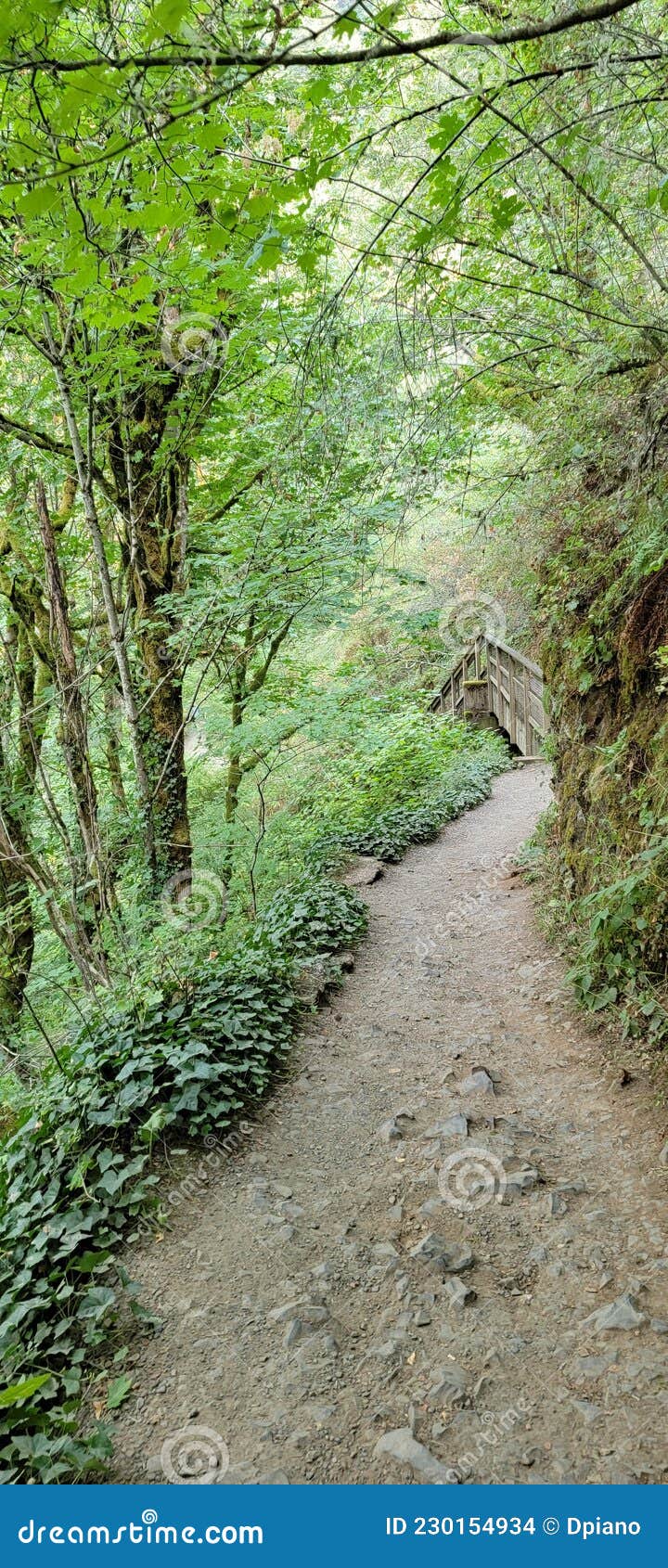 Hiking Trails with Forest and Path View Oregon Stock Photo - Image of ...