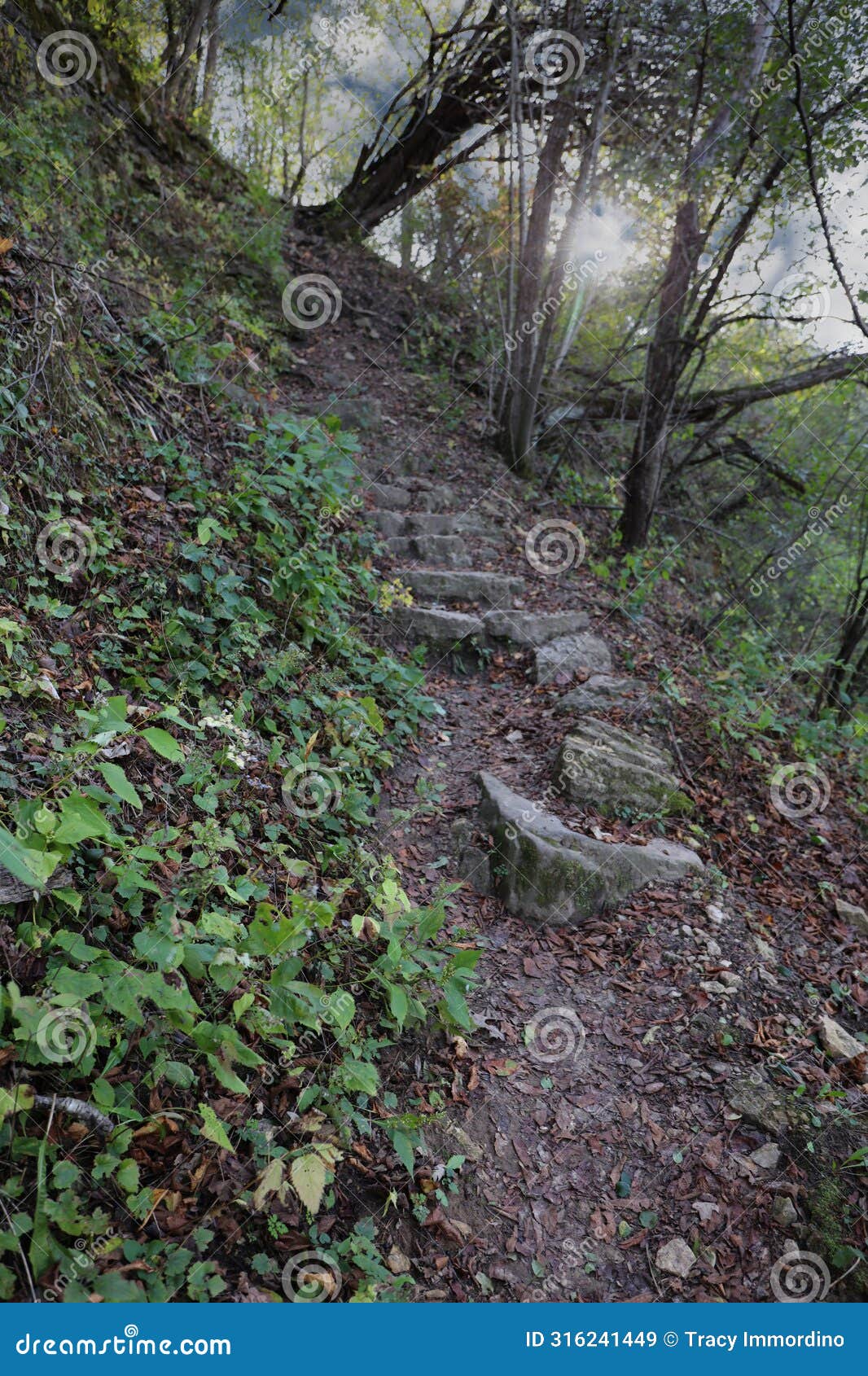 Hiking Uphill, through a Forest, on a Dirt Trail with Stone Steps, with ...